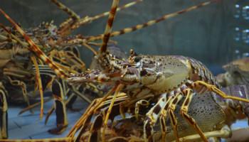 Animal Sentience - Science - rspca.org.uk